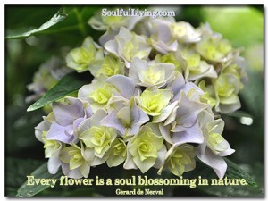 Every Flower is a Soul Blossoming in Nature | Daily Soul Retreat at ...